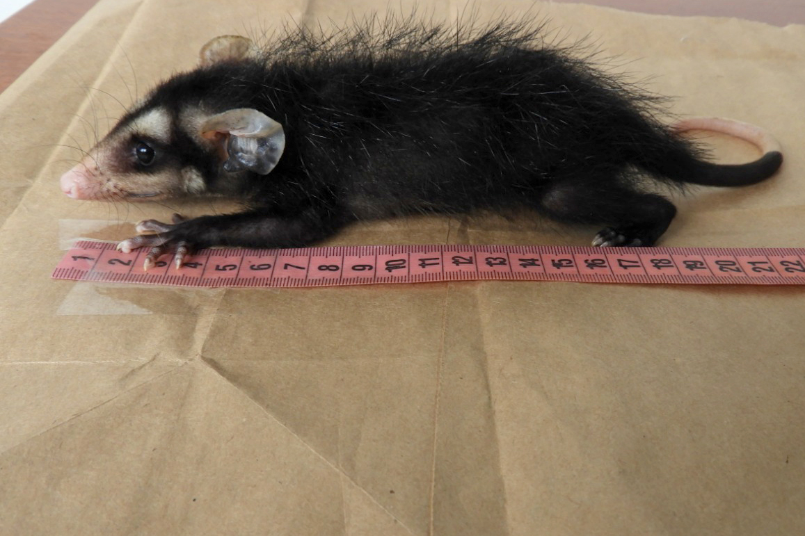 IAT reabilita filhotes de gambás para soltura no Litoral | Secretaria ...